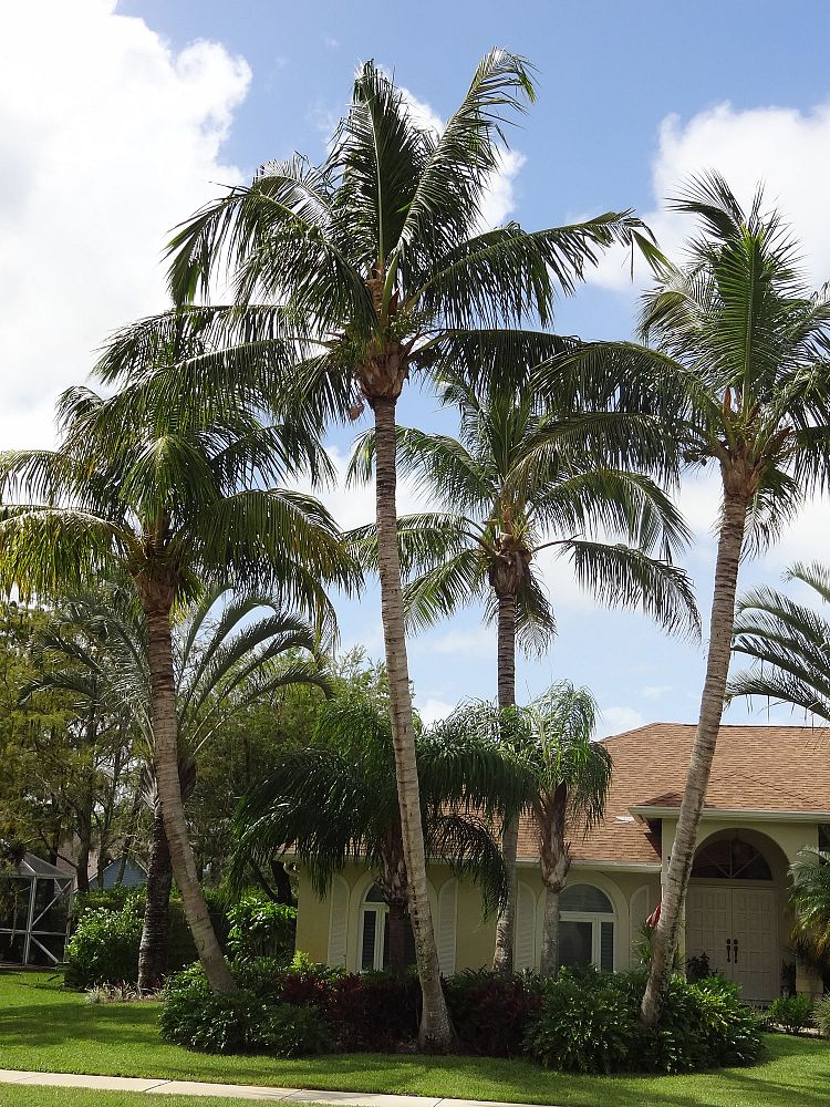 Field Grown Coconut Palm, Specimen, 27-28ft GW