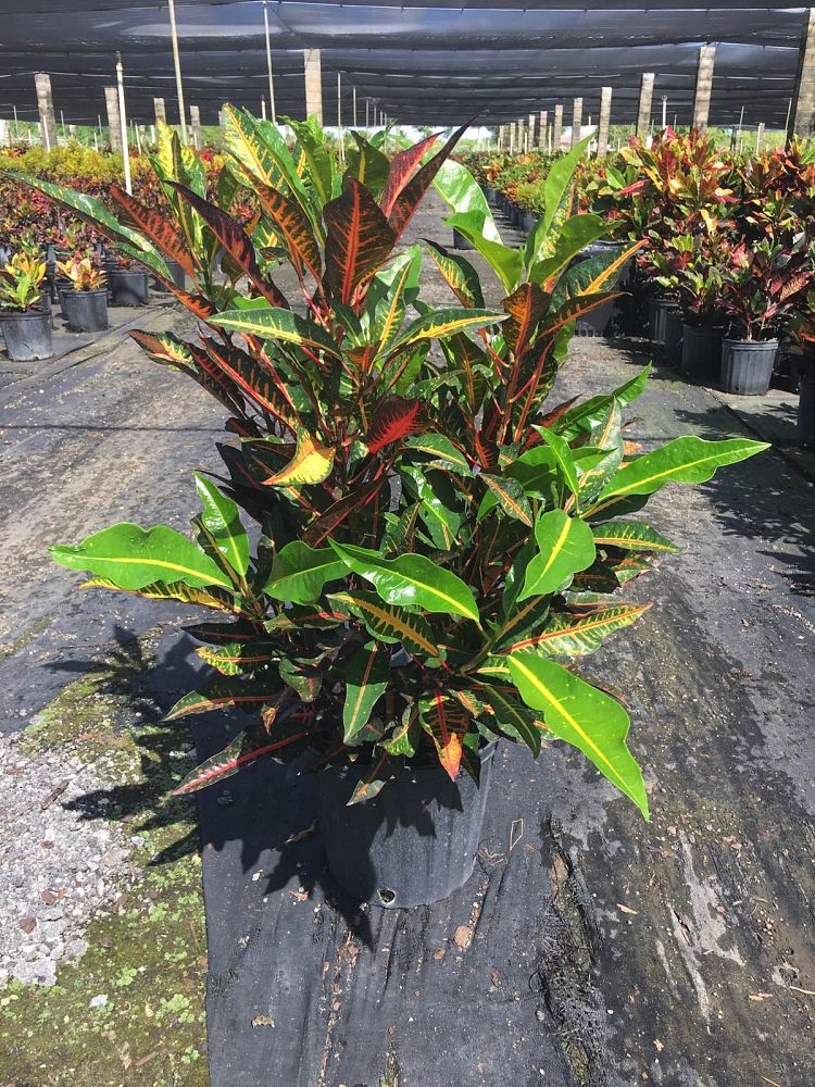 Codiaeum variegatum 'AFD-5', Croton