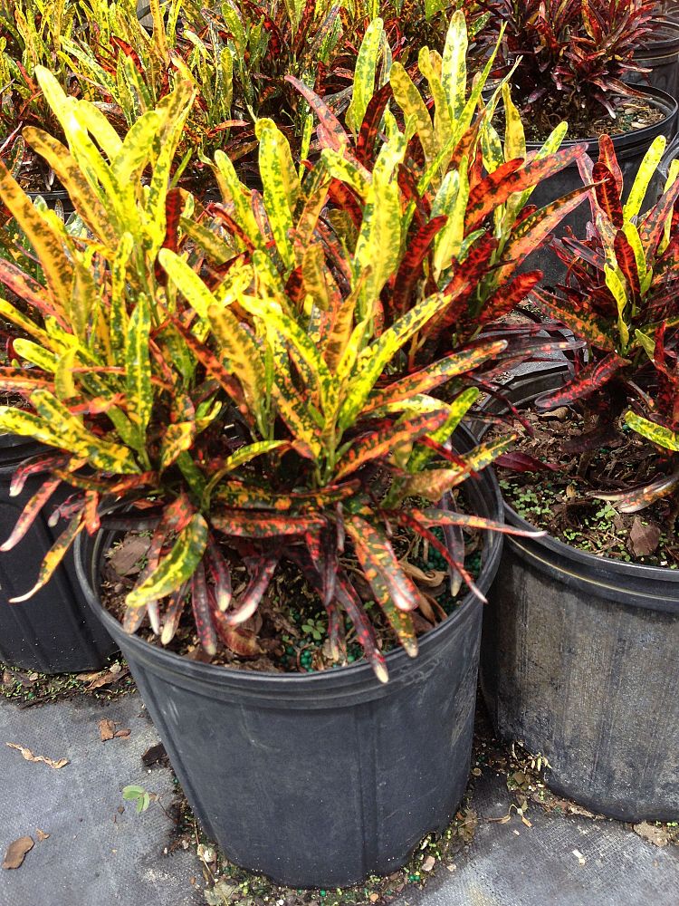 Burnett's Wholesale Nursery | plantANT.com