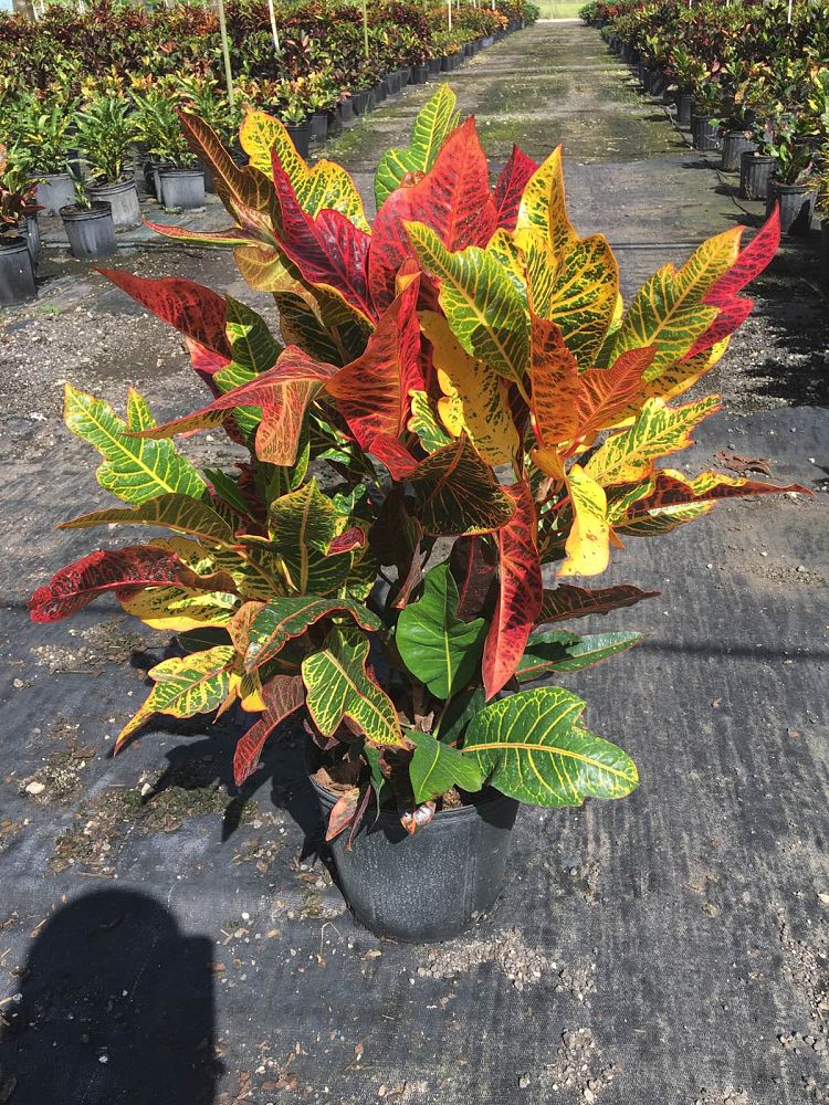 A's Ornamental Nursery | plantANT.com