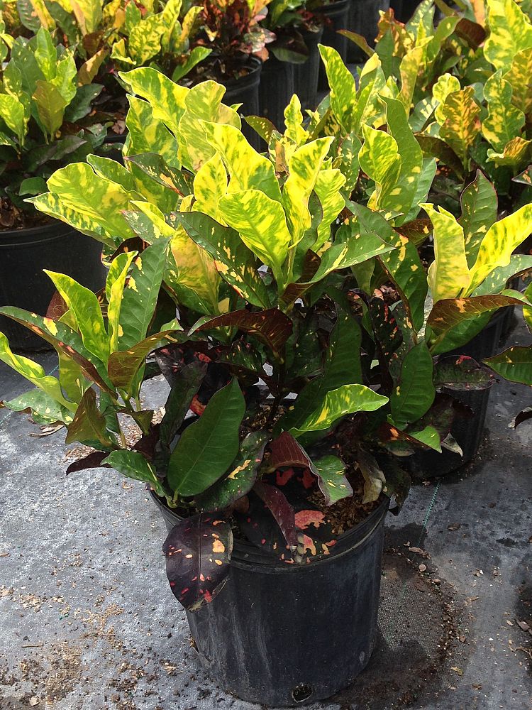 Burnett's Wholesale Nursery | plantANT.com