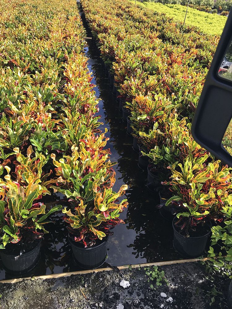 Middleton Farms | plantANT.com