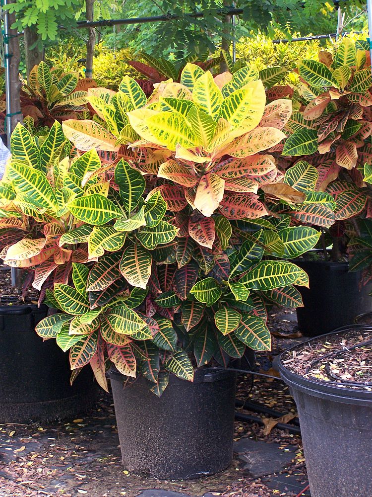 Treeworld Wholesale Inc | plantANT.com