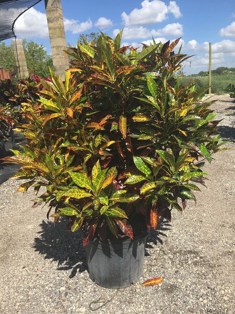 A's Ornamental Nursery | plantANT.com