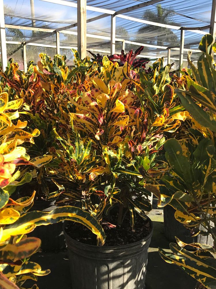 Ibis Nursery | plantANT.com