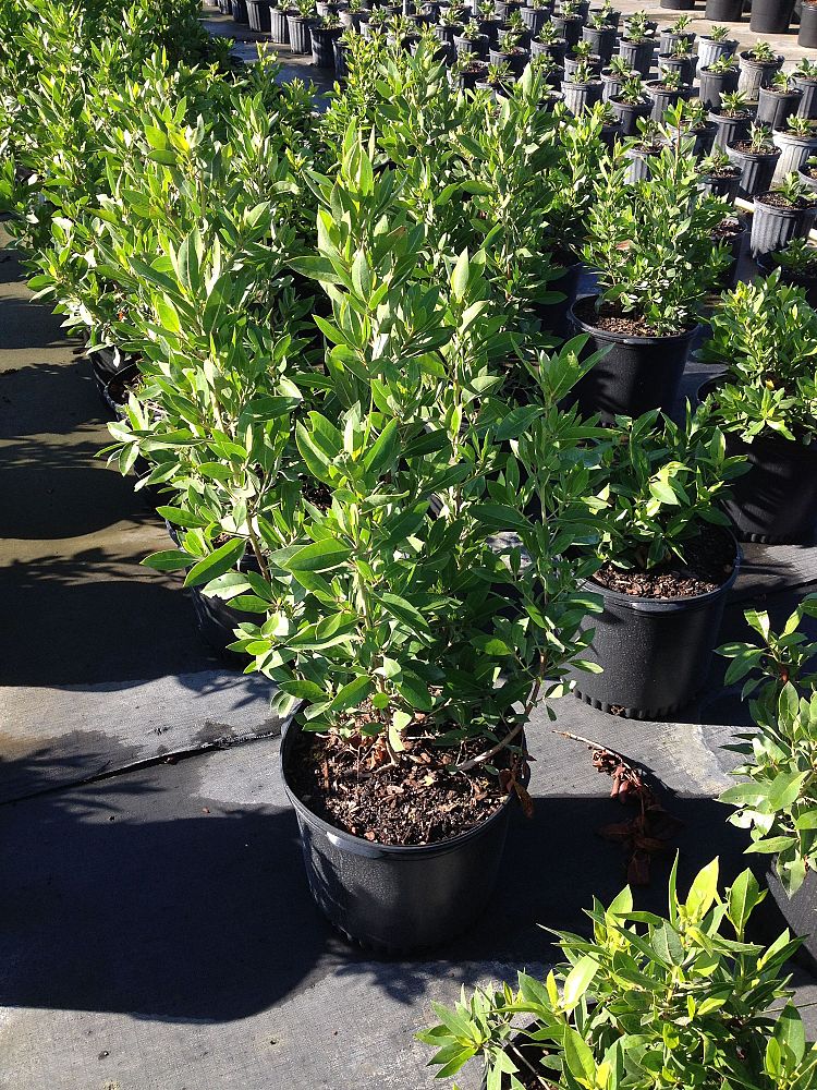 Smarty Plants Nursery LLC | plantANT.com