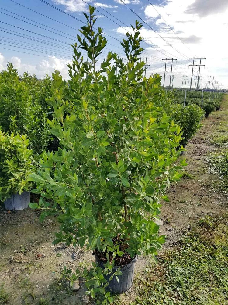 Veras Nursery | plantANT.com