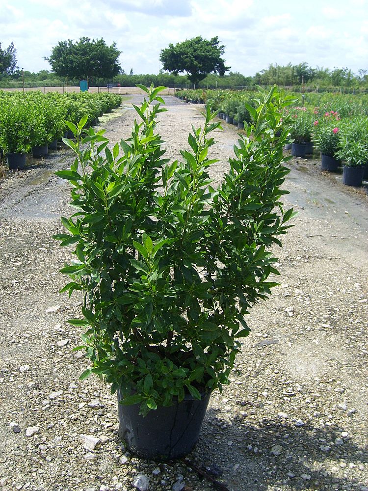 Conocarpus erectus 'Green', Green Buttonwood