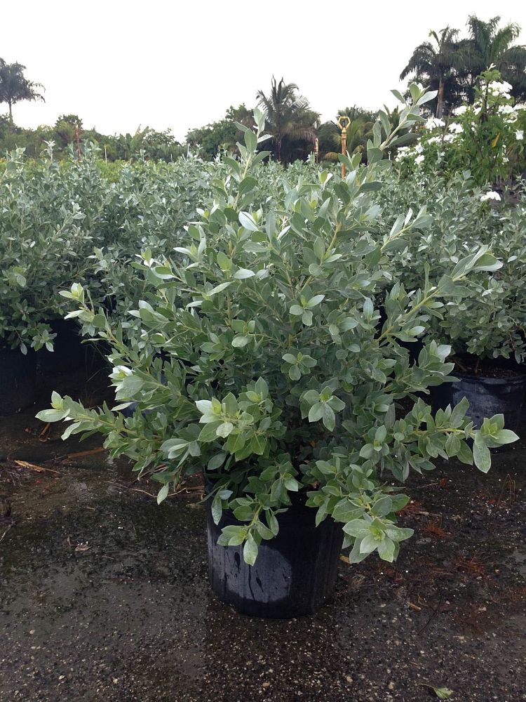 Conocarpus erectus 'Sericeus', Silver Buttonwood