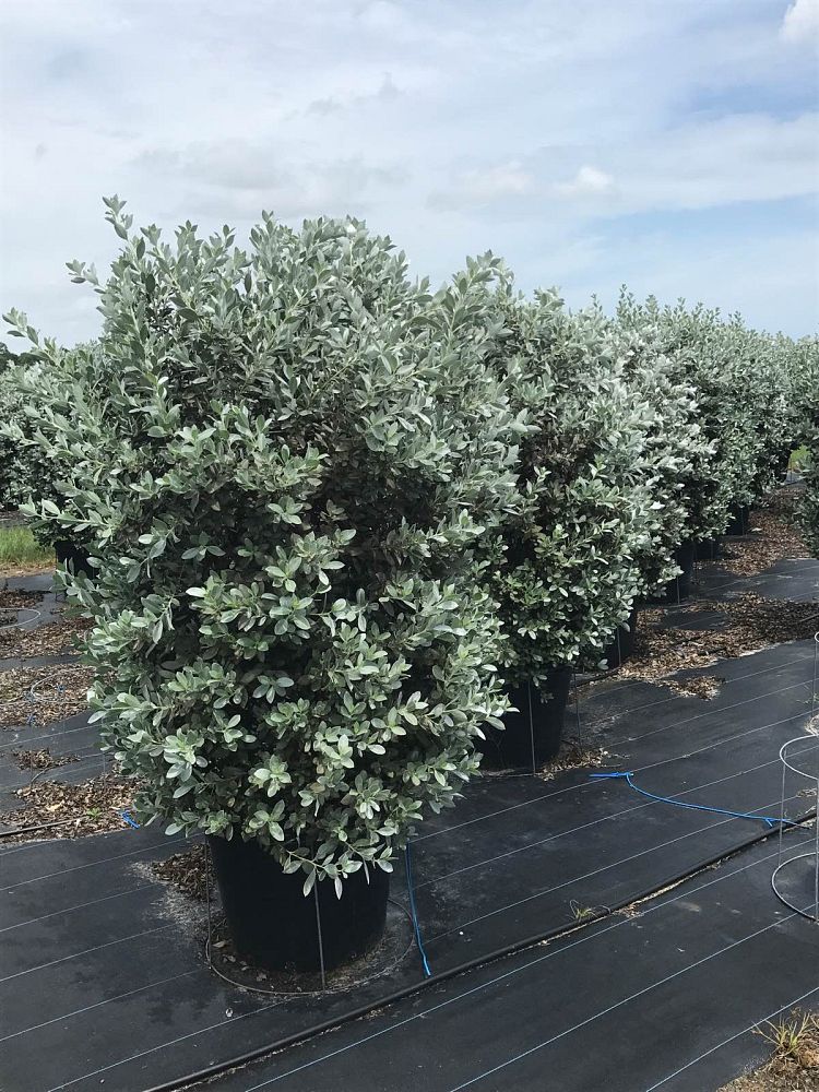 Conocarpus erectus 'Sericeus', Silver Buttonwood