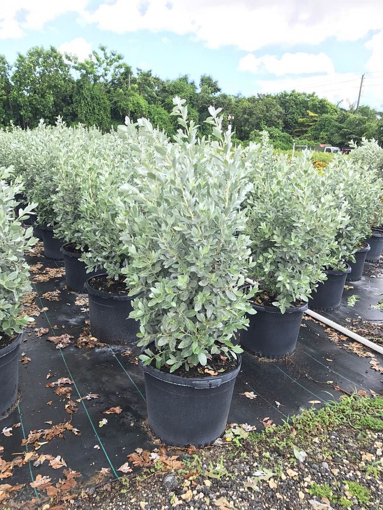 M & J Nursery and Landscaping | plantANT.com