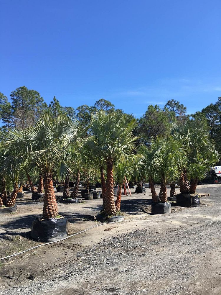 Unique Plants and Palms | plantANT.com