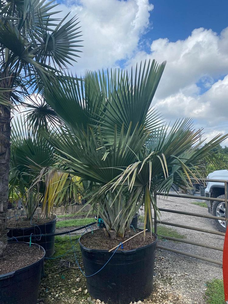 Gallery - J&K Plant Distributors