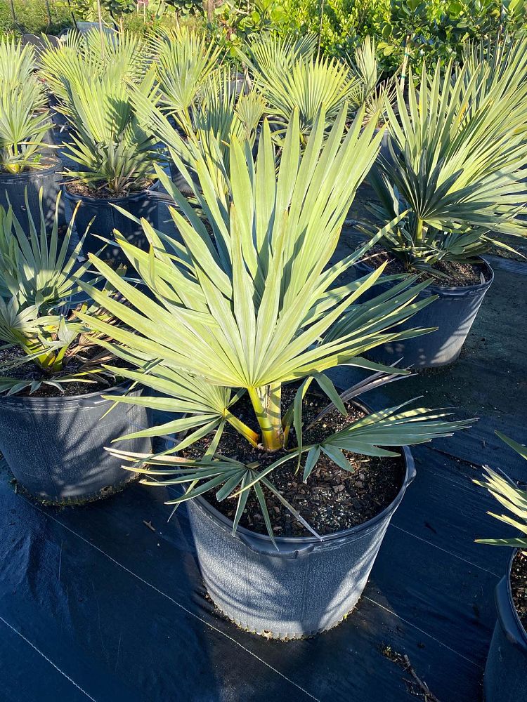 Gallery – Doug Ingram Wholesale Nursery