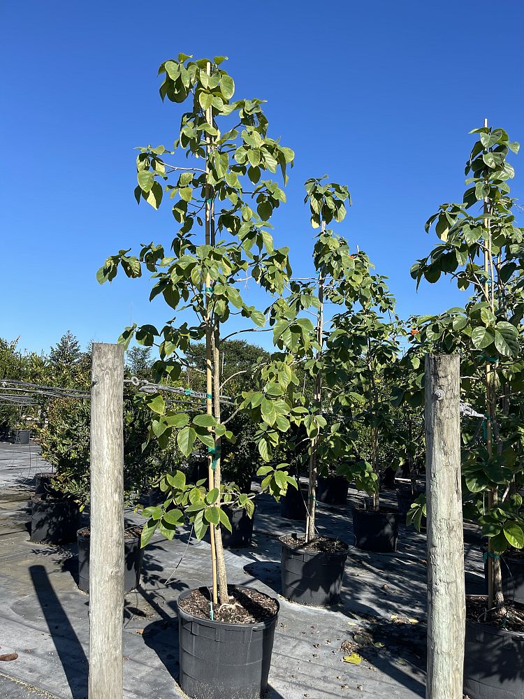 Gallery – Native Tree Nursery