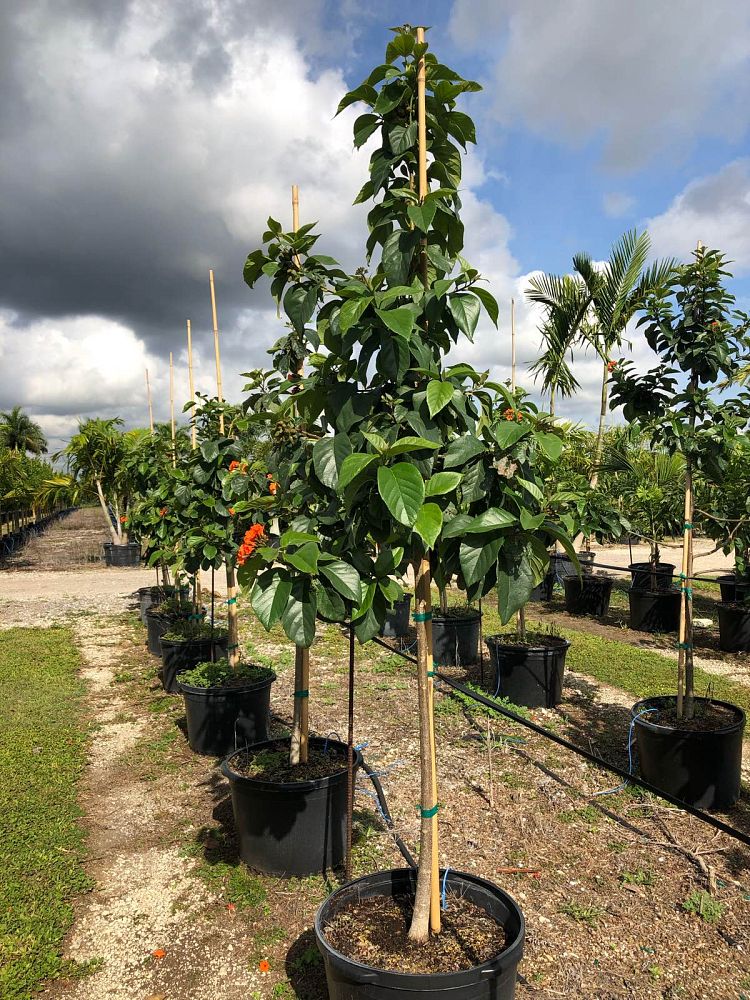 AJM Nursery inc | plantANT.com