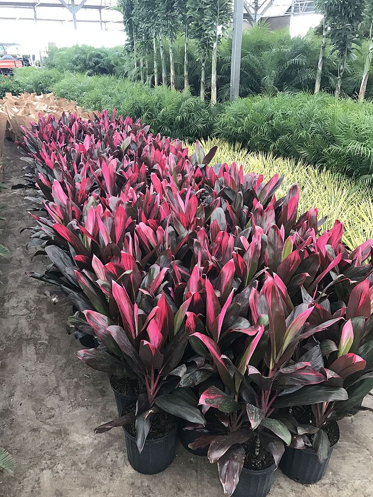 Acosta Farms Container Farm | plantANT.com