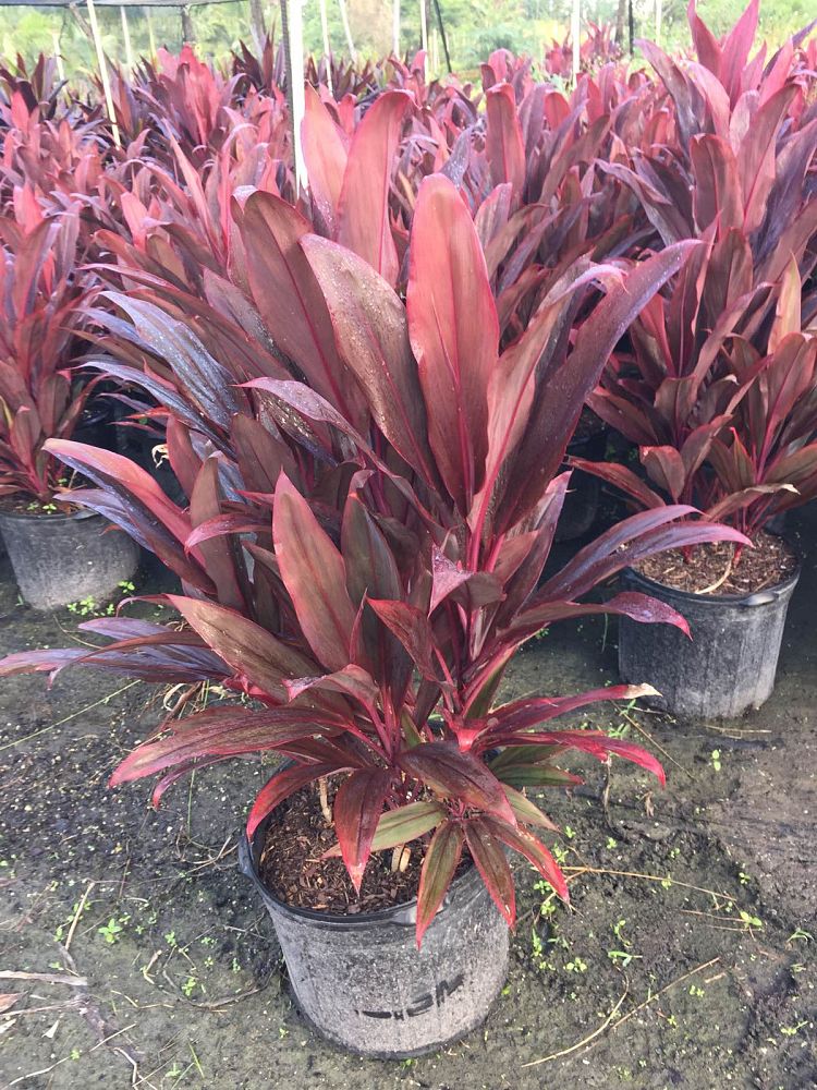 Full / Low Branched, Grade #1, Shade Grown