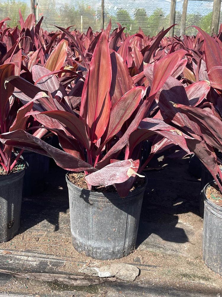 JD GARDENS LLC | plantANT.com