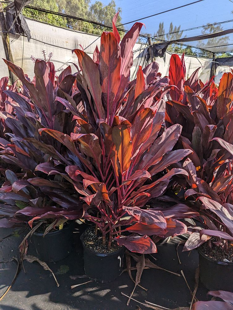 Excelsa Gardens, Inc. | plantANT.com