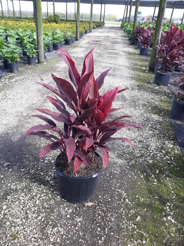 R Plants Nursery | plantANT.com