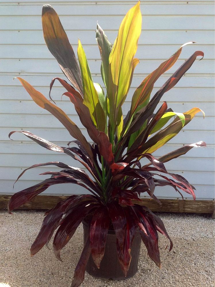 A's Ornamental Nursery | plantANT.com