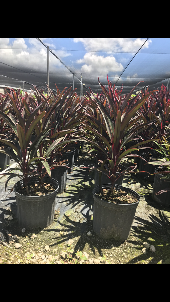 B & C Tropicals | plantANT.com