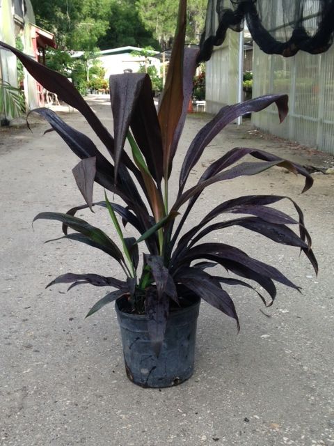 Burnett's Wholesale Nursery | plantANT.com