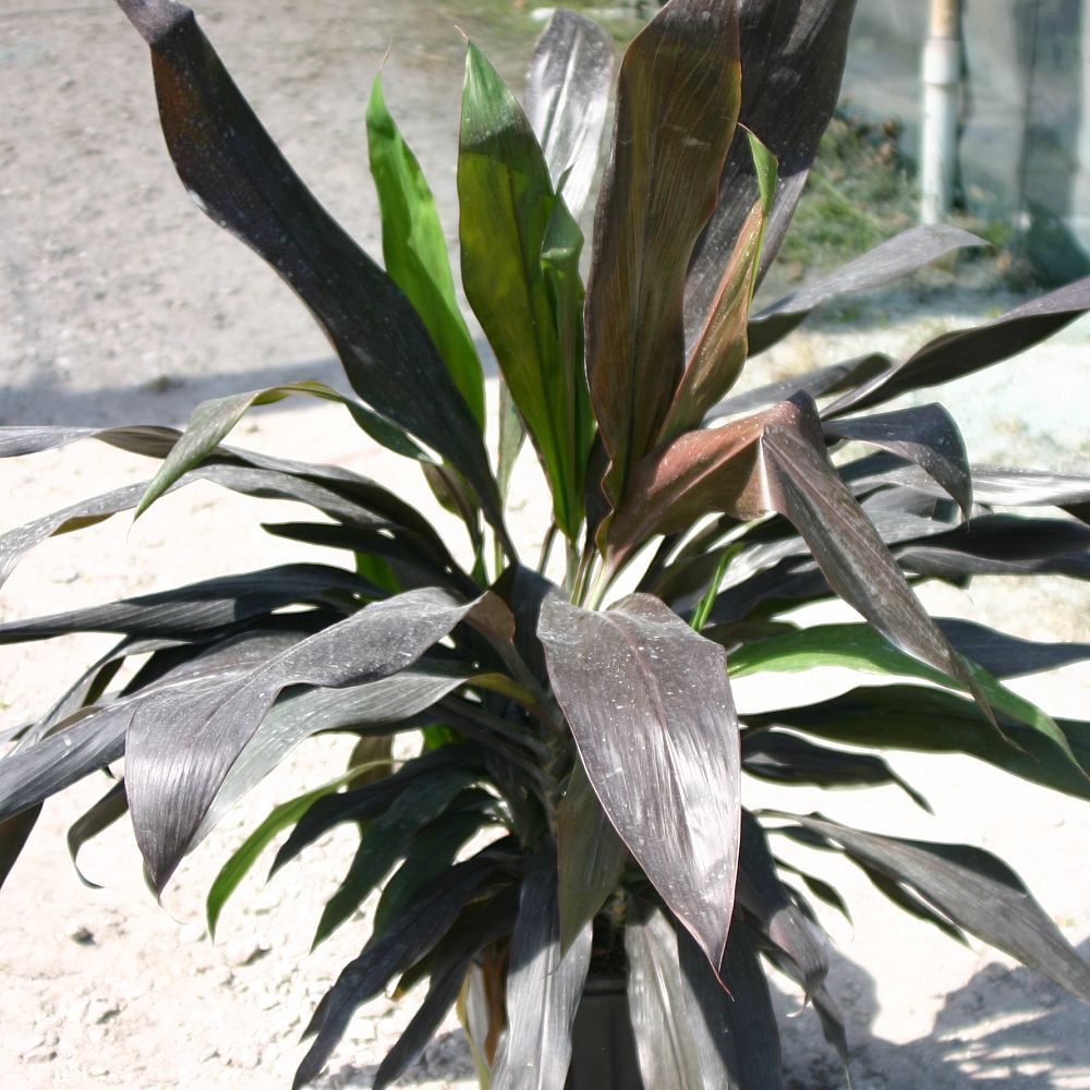 Pat Ford's Nursery | plantANT.com