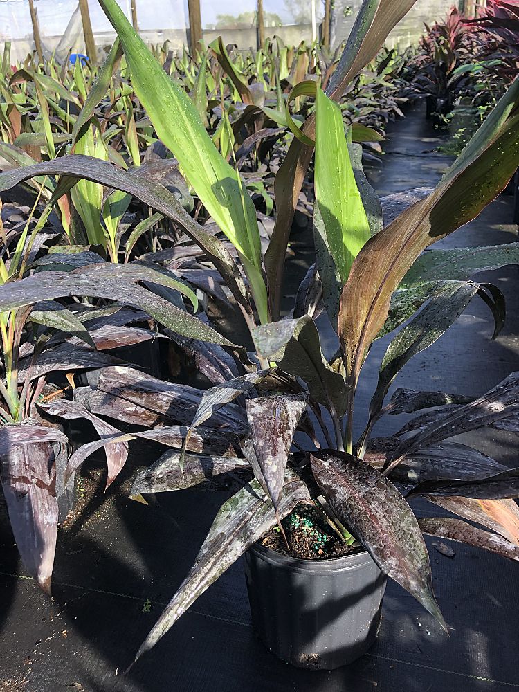 JD GARDENS LLC | plantANT.com