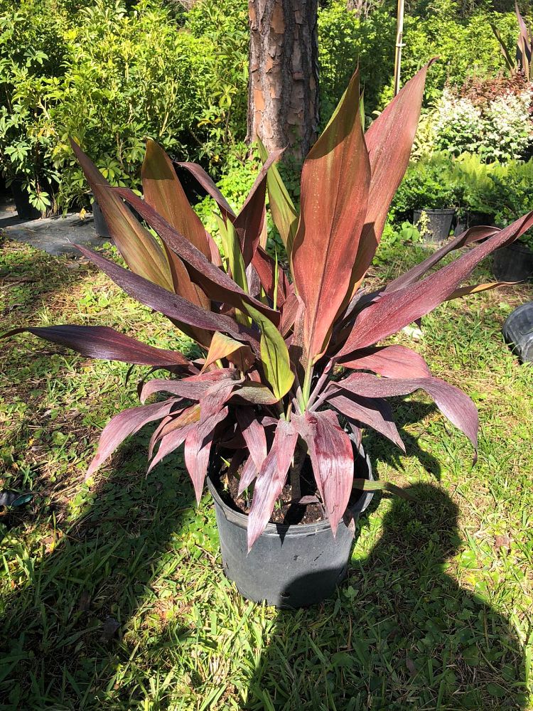 Blackwater Nursery LLC. | plantANT.com