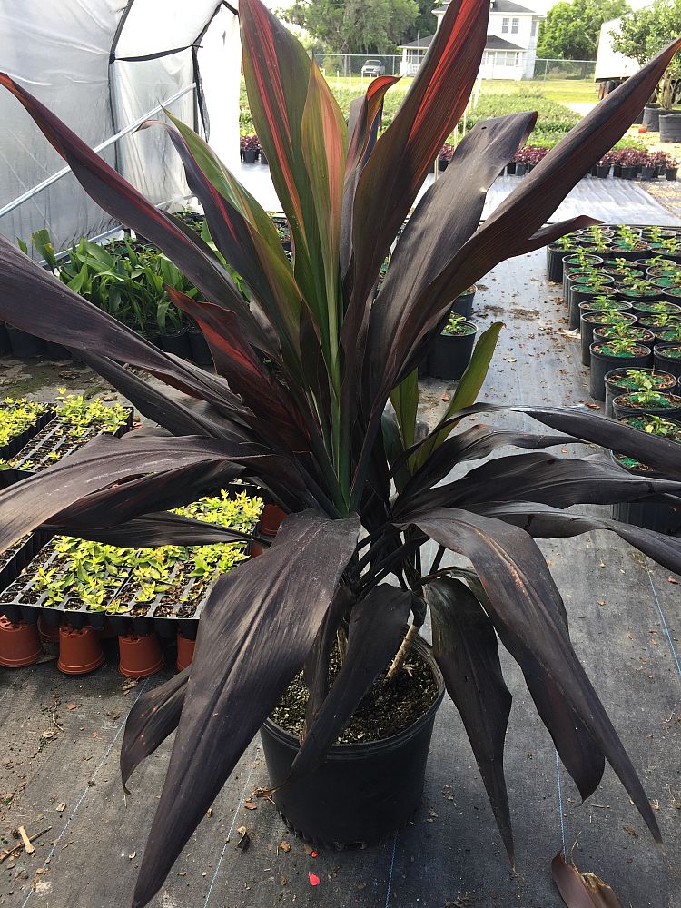 Sanford Gardens, LLC | plantANT.com