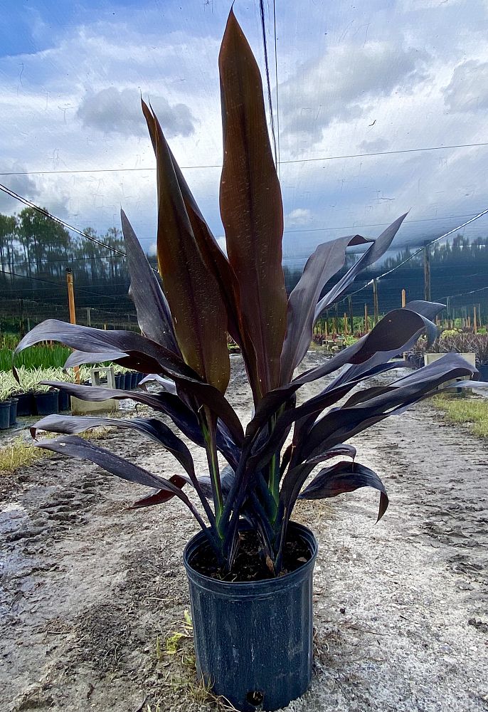 BUTLER TREE FARM | plantANT.com