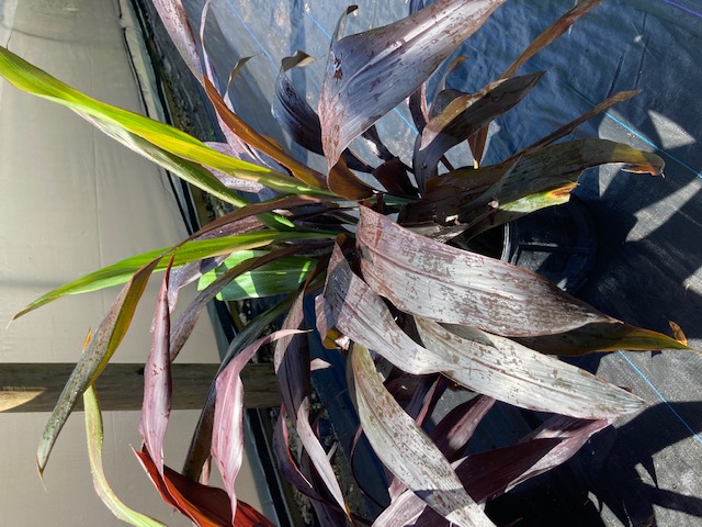 La Morena | plantANT.com