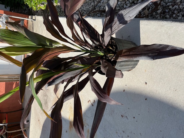 La Morena Nursery INC | plantANT.com