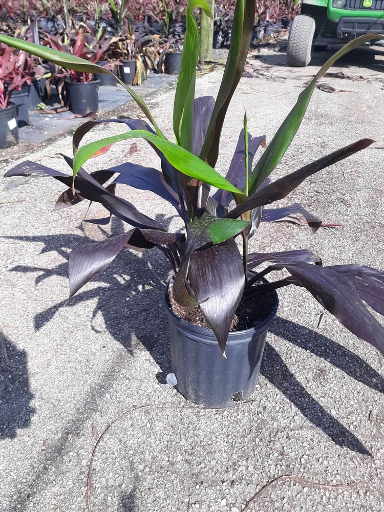 R Plants Nursery | plantANT.com
