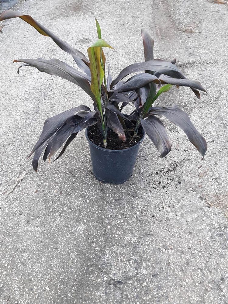 R Plants Nursery | plantANT.com