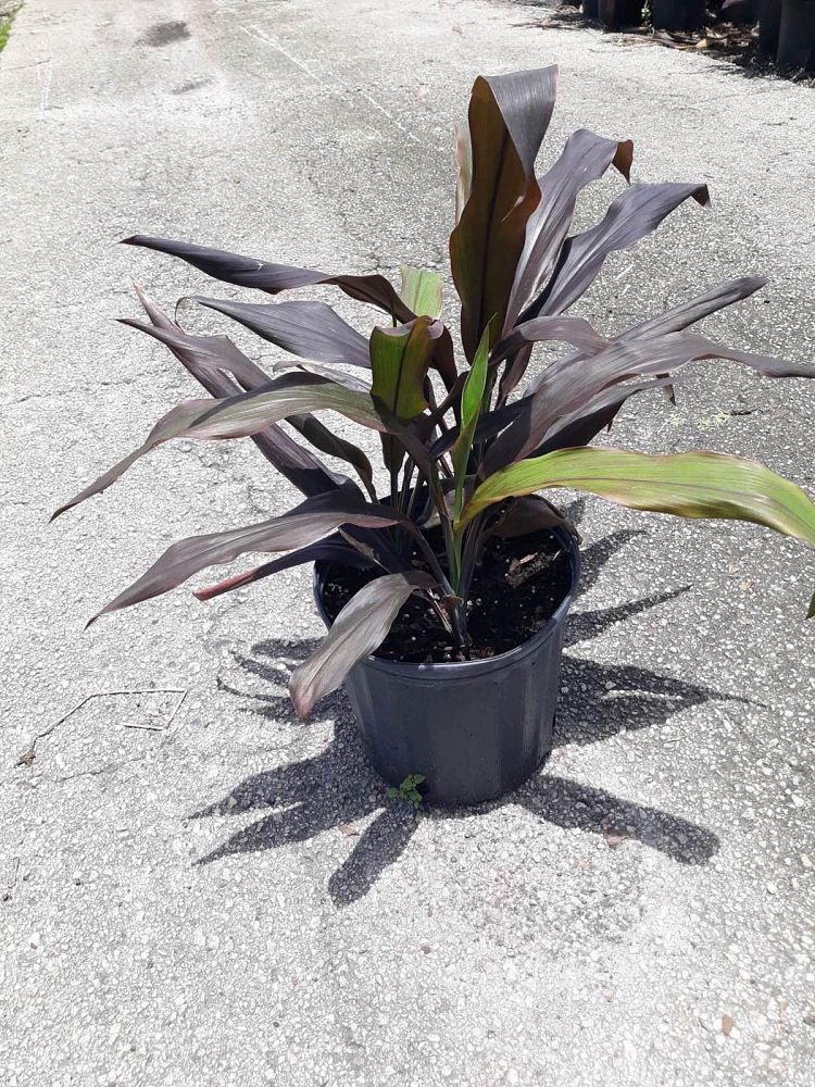 R Plants Nursery | plantANT.com