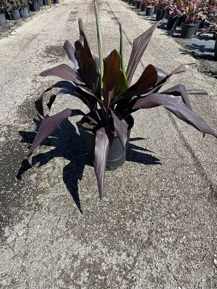 R Plants Nursery | plantANT.com