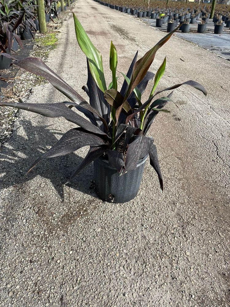 R Plants Nursery | plantANT.com