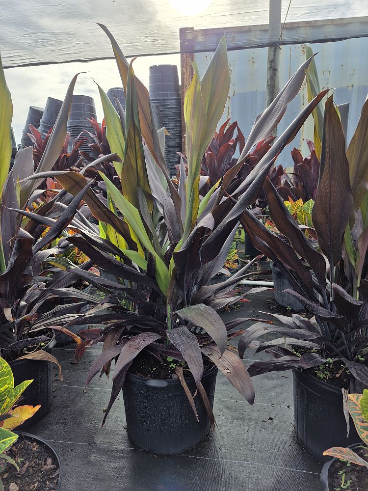 Angel nursery & landscaping | plantANT.com