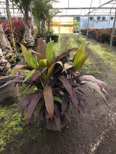 Royal Landscape Nursery | plantANT.com