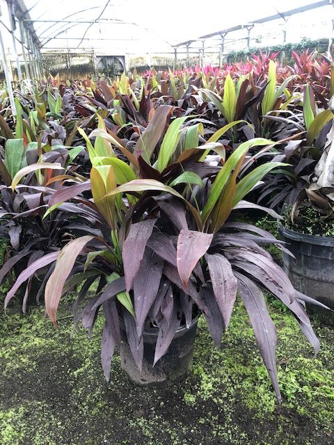 Royal Landscape Nursery | plantANT.com