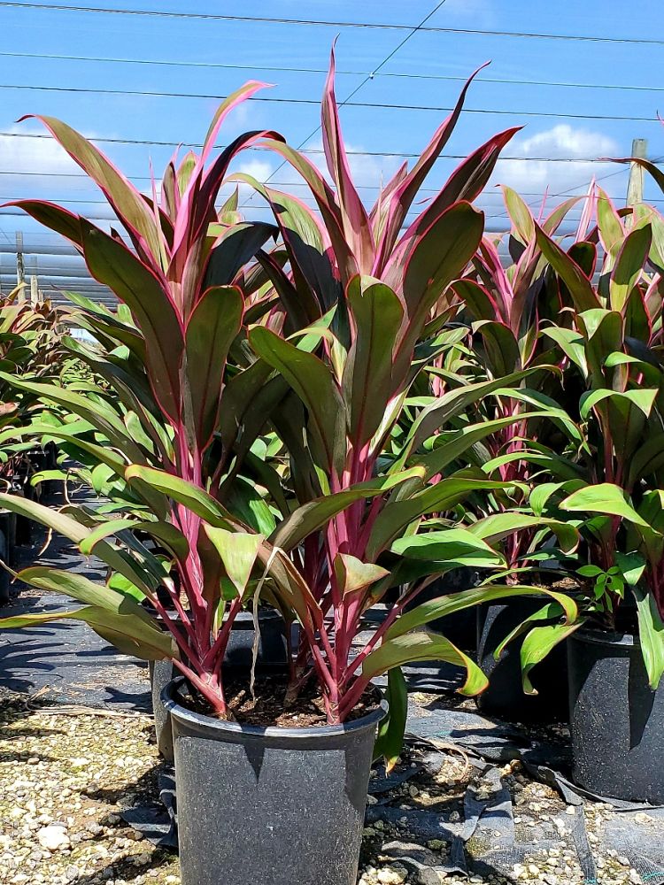 Acosta Farms Container Farm | plantANT.com