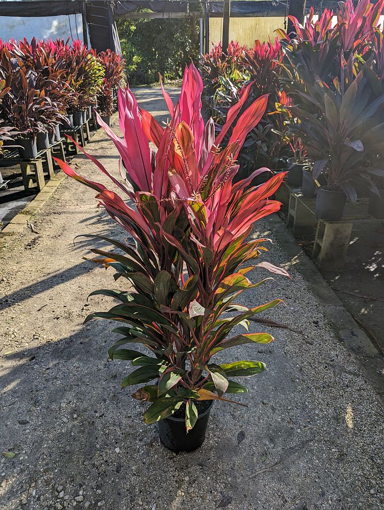 Excelsa Gardens, Inc. | plantANT.com