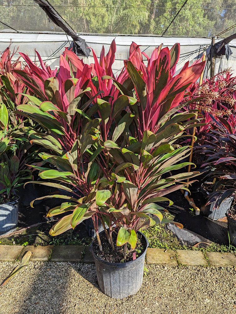 Excelsa Gardens, Inc. | plantANT.com