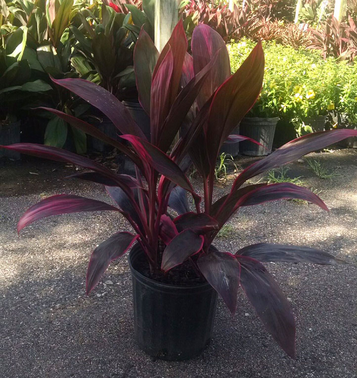 Burnett's Wholesale Nursery | plantANT.com