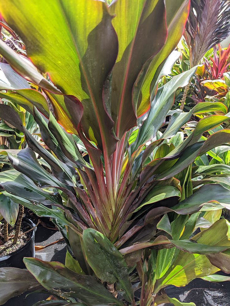 Excelsa Gardens, Inc. | plantANT.com