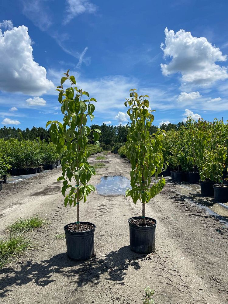 Superior Trees | plantANT.com