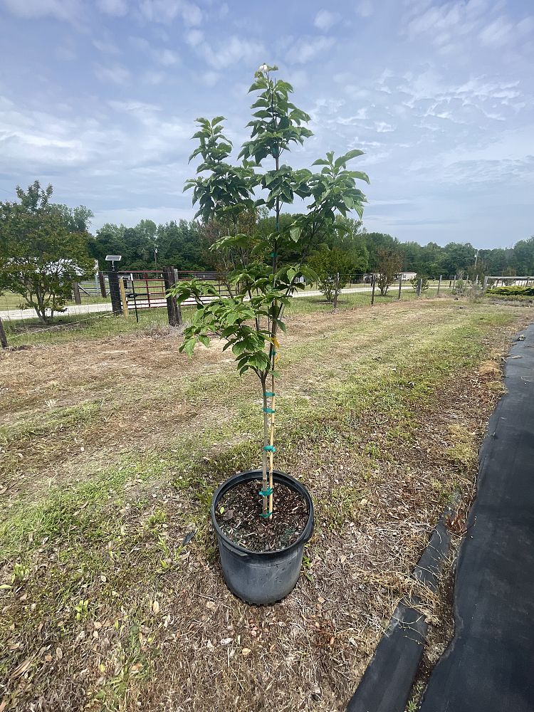 County Line Tree Farm | plantANT.com